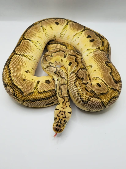 Pastel Enchi Clown Ball Python by Berserker ball pythonz