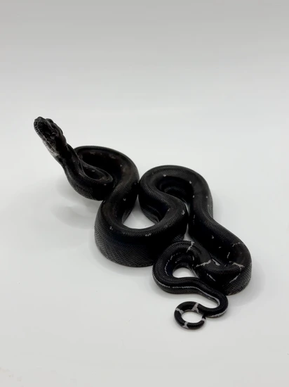 Black Devil Boa Constrictor by MBA Reptiles
