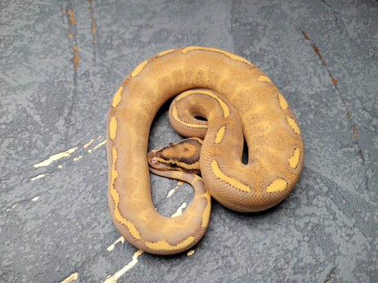 Enchi Highway Het Clown Ball Python by Mirko Bandl