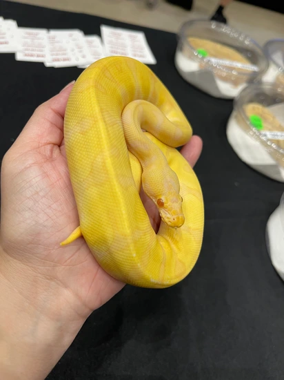 Candino Enchi Ball Python by MB Exotics
