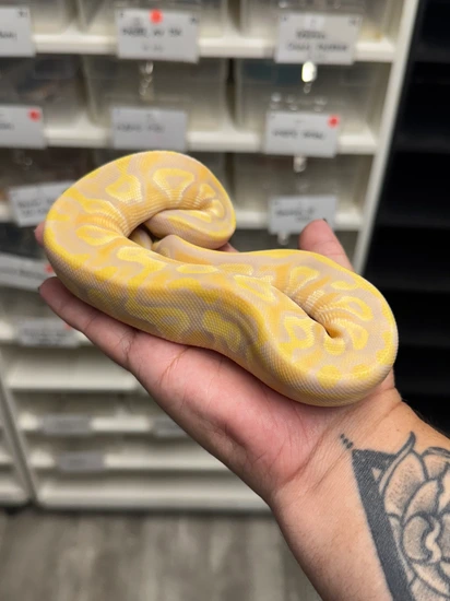 Enchi Mojave Candino Ball Python by MB Exotics