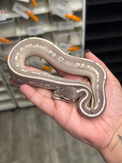 Mystic Potion Ball Python by MB Exotics
