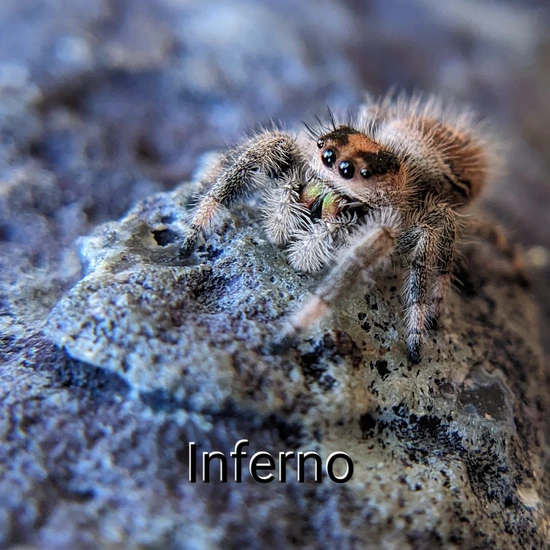Phidippus Regius (Regal Jumping Spider) by Bisbee Bugs
