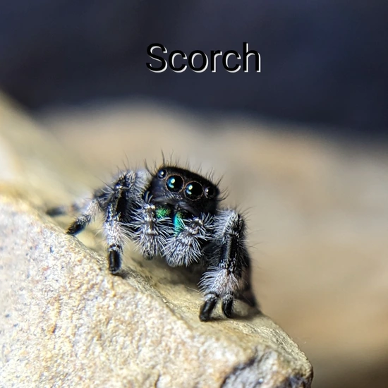 Phidippus Regius (Regal Jumping Spider) by Bisbee Bugs