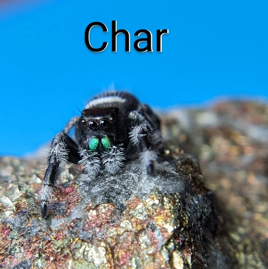 Phidippus Regius (Regal Jumping Spider) by Bisbee Bugs