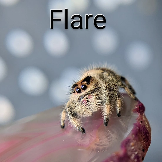 Phidippus Regius (Regal Jumping Spider) by Bisbee Bugs