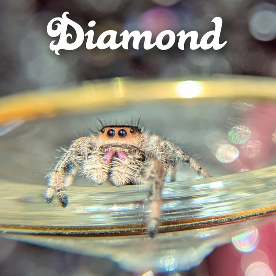 Phidippus Regius (Regal Jumping Spider) I7 by Bisbee Bugs