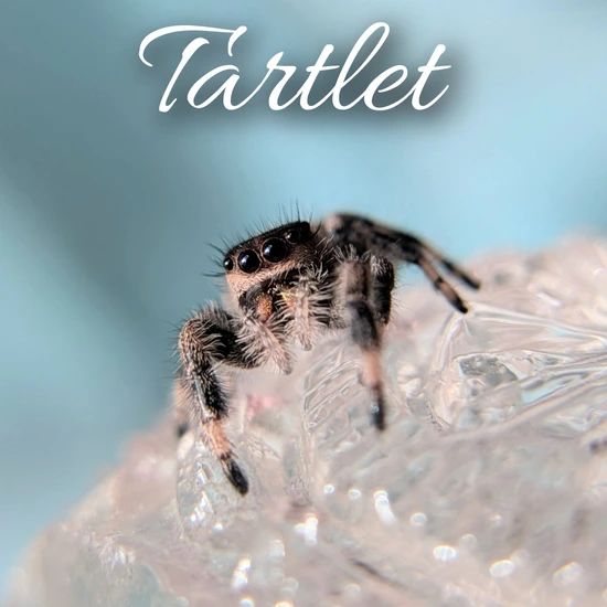 Phidippus Regius (Regal Jumping Spider) I7 by Bisbee Bugs