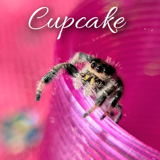 Phidippus Regius (Regal Jumping) I6 Jumping Spider by Bisbee Bugs