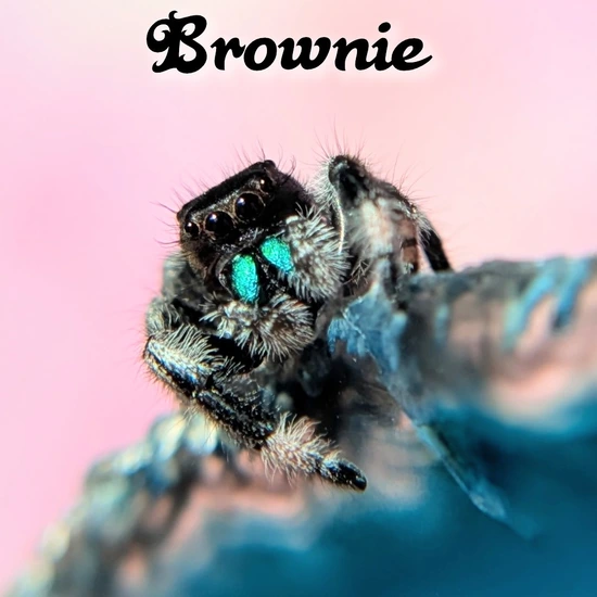 Phidippus Regius (Regal Jumping Spider) I7 by Bisbee Bugs