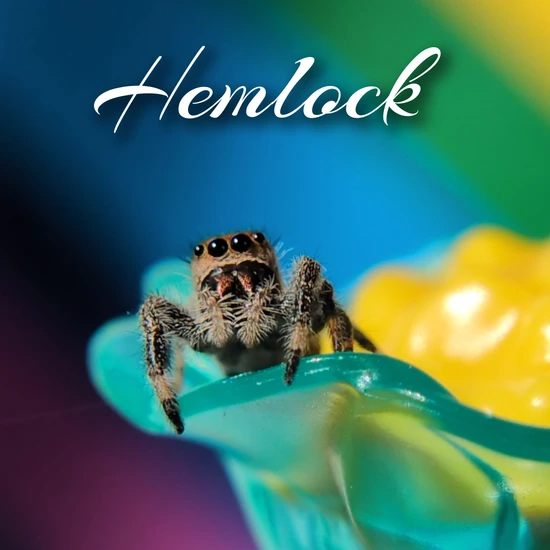 Phidippus Regius (Regal Jumping Spider) I7 by Bisbee Bugs