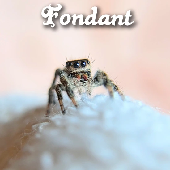 Phidippus Regius (Regal Jumping Spider) I6 by Bisbee Bugs
