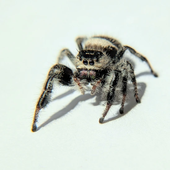 Mama Tiramisu Jumping Spider by Bisbee Bugs
