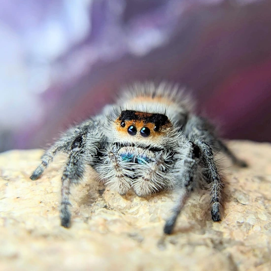Mama Lava Jumping Spider by Bisbee Bugs