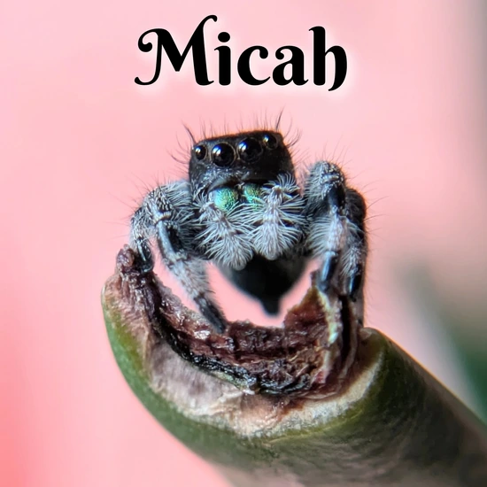 Phidippus Regius (Regal Jumping Spider) I7 by Bisbee Bugs