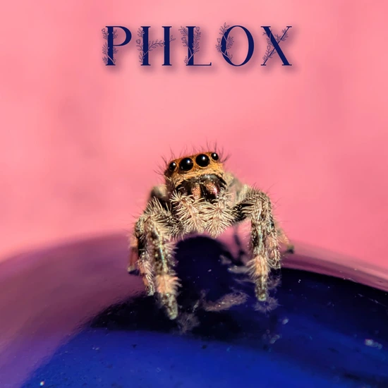 Phidippus Regius (Regal Jumping Spider) I6 by Bisbee Bugs