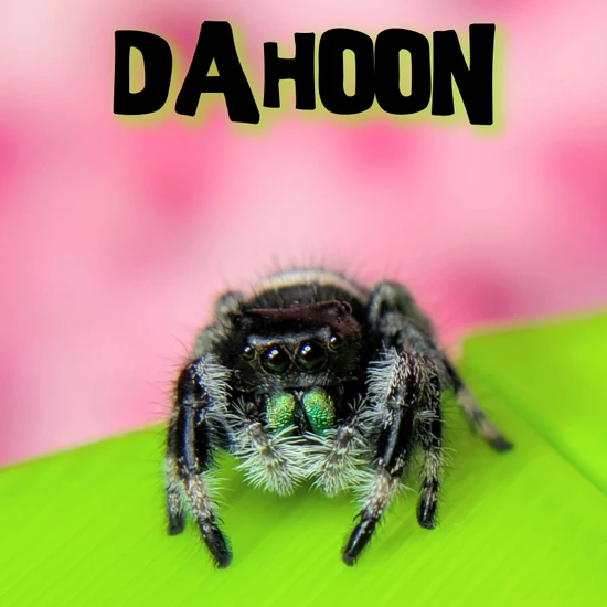 Phidippus Regius (Regal Jumping Spider) I7 by Bisbee Bugs