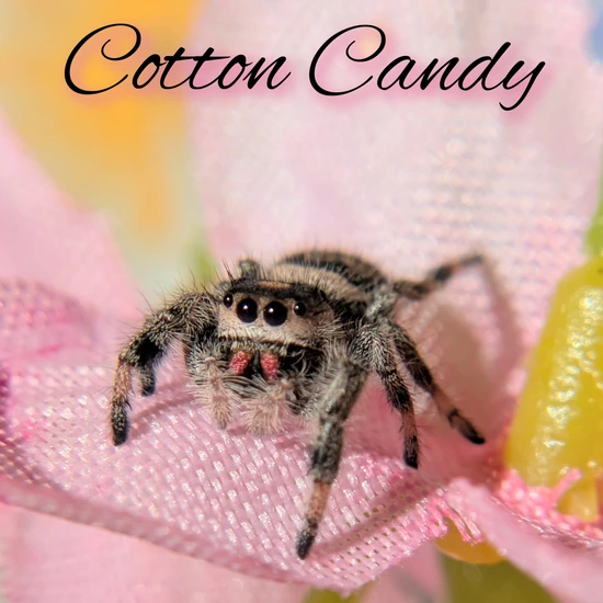 Phidippus Regius (Regal Jumping Spider) I7 by Bisbee Bugs