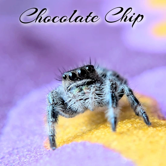 Phidippus Regius (Regal Jumping Spider) I6 by Bisbee Bugs