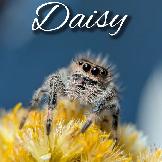 Phidippus Regius (Regal Jumping Spider) I6 by Bisbee Bugs