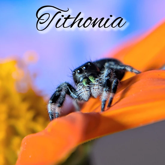 Phidippus Regius (Regal Jumping Spider) I8 by Bisbee Bugs