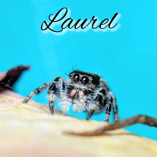 Phidippus Regius (Regal Jumping Spider) I6 by Bisbee Bugs