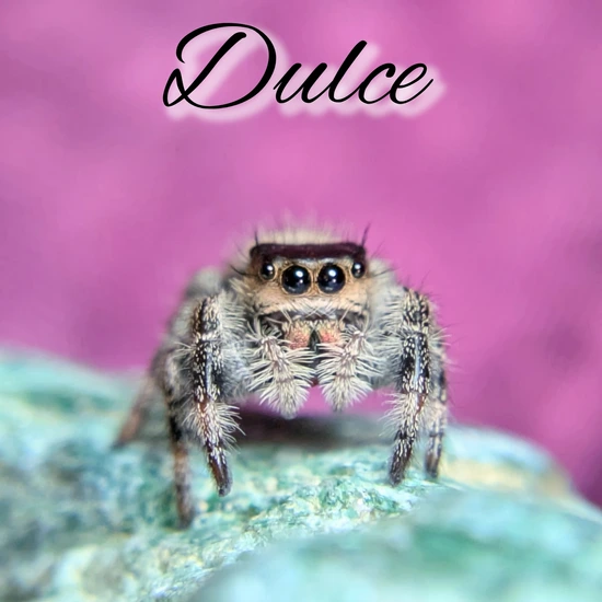 Phidippus Regius (Regal Jumping Spider) I7 by Bisbee Bugs