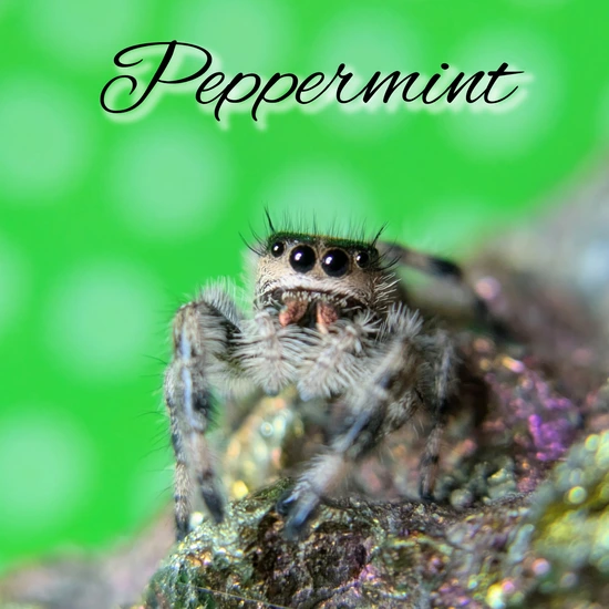 Phidippus Regius (Regal Jumping Spider) I7 by Bisbee Bugs