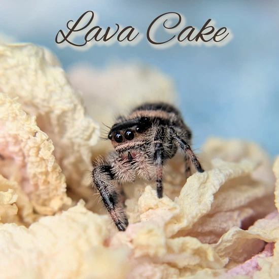 Phidippus Regius (Regal Jumping Spider) I7 by Bisbee Bugs