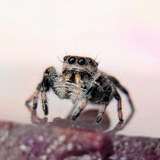 Lot Of 5 I5/i6 Regal Jumping Spiders (Phidippus Regius) by Bisbee Bugs