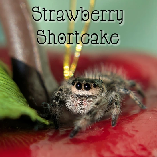 Phidippus Regius (Regal Jumping Spider) I7 by Bisbee Bugs