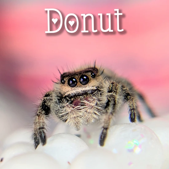 Phidippus Regius (Regal Jumping Spider) I7 by Bisbee Bugs