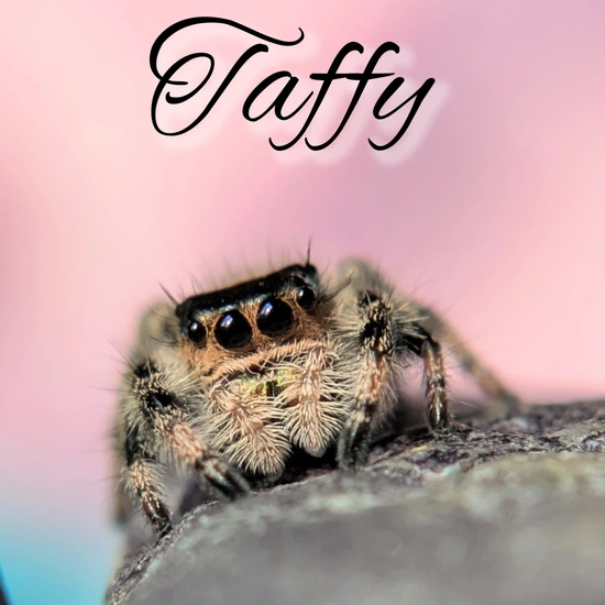 Phidippus Regius (Regal Jumping Spider) I7 by Bisbee Bugs