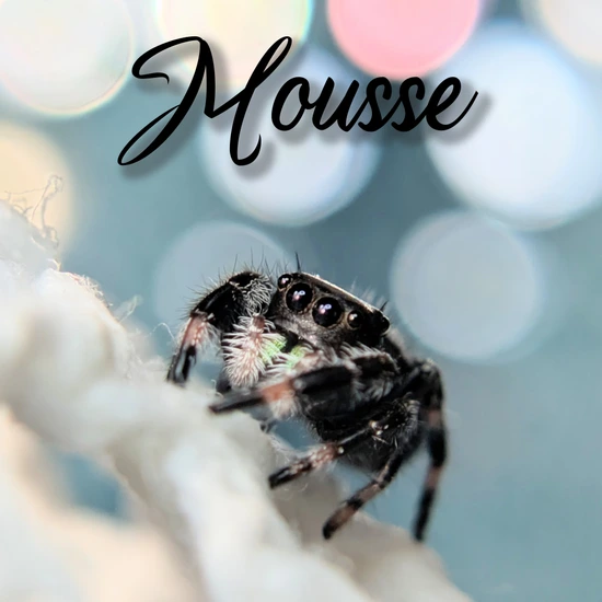 Phidippus Regius (Regal Jumping Spider) I6 by Bisbee Bugs