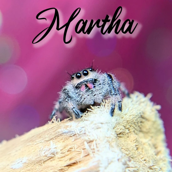 Phidippus Regius (Regal Jumping Spider) I7 by Bisbee Bugs