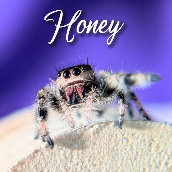Phidippus Regius (Regal Jumping Spider) I7 by Bisbee Bugs