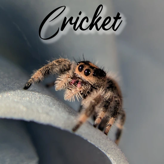 Phidippus Regius (Regal Jumping Spider) I6 by Bisbee Bugs