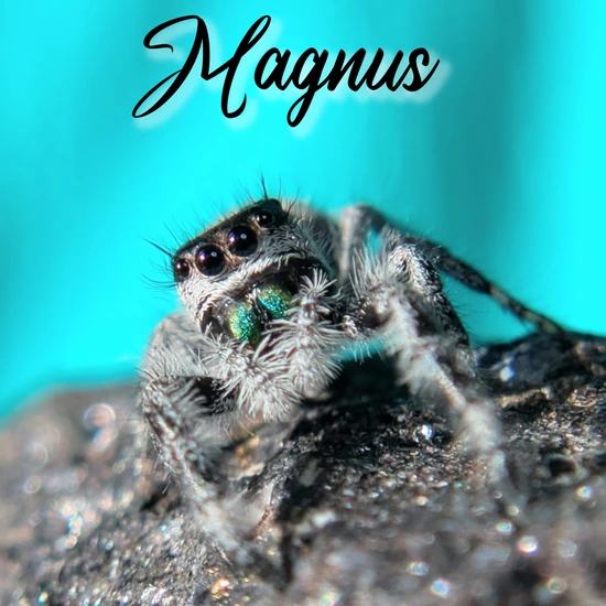 Phidippus Regius (Regal Jumping Spider) I7 by Bisbee Bugs