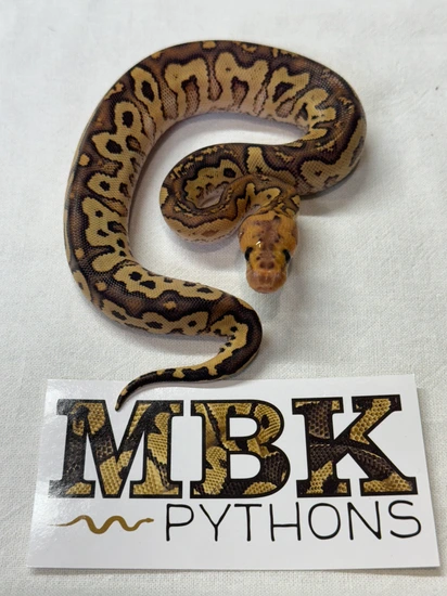 Special Fire Yellow Belly Clown Ball Python by MBK_pythons