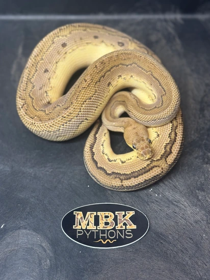 Special Cinnamon Clown Ball Python by MBK_pythons