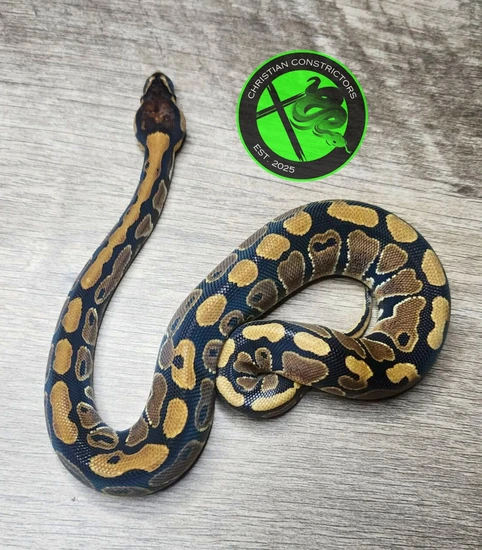 2025 Male And Female Pair Normal DH Candy/Albino And Clown Ball Python ...
