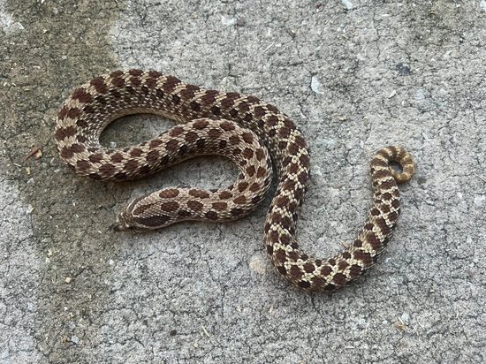 Normal Het PPA Western Hognose by Slytherdor Morphs MB LLC
