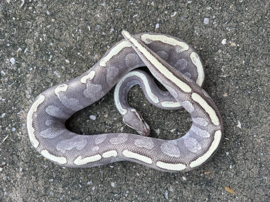 Fire GHI Lesser Ball Python by Slytherdor Morphs MB LLC