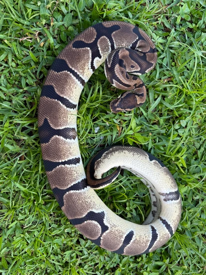 Orange Dream “Tylee Ball Python by Slytherdor Morphs MB LLC