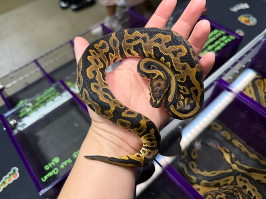 Leopard Het Clown Ball Python by Slytherdor Morphs MB LLC