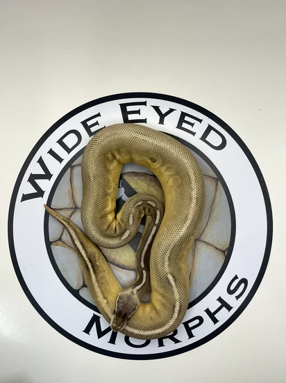 Cinnamon Jolt Lesser Ball Python by Wide Eyed Morphs LLC
