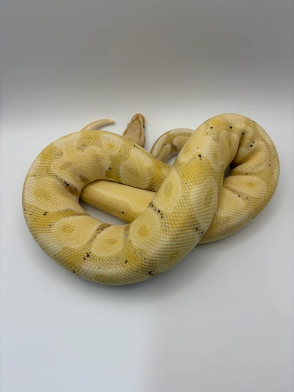 Pastel Banana (Poss OD) Ball Python by Wide Eyed Morphs LLC