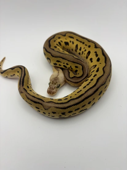 Pastel Leopard Clown Ball Python by Wide Eyed Morphs LLC