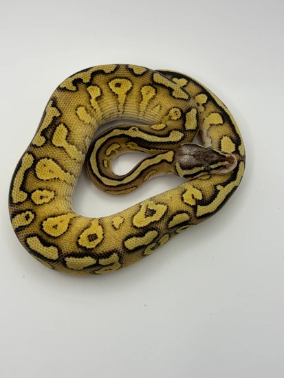 Pastel Mojave Ball Python by Wide Eyed Morphs LLC