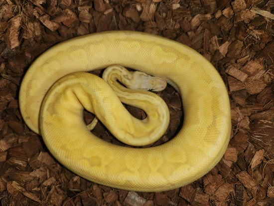 Banana Bongo GHI Pastel Het Clown Ball Python by Carranza Family Royals